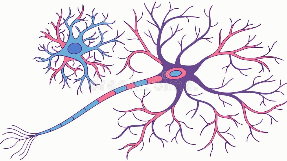 Active Neuron Function Stock Illustrations – 130 Active Neuron Function Stock Illustrations ...