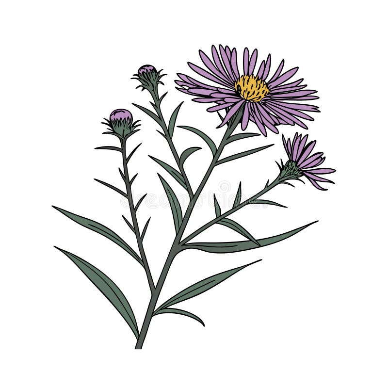 Vibrant New England Aster Graphic Stock Photo - Illustration of ...