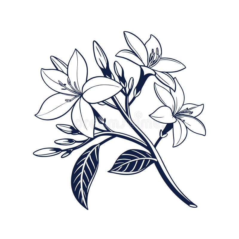 Vibrant Night-Blooming Jasmine Graphic Stock Illustration ...