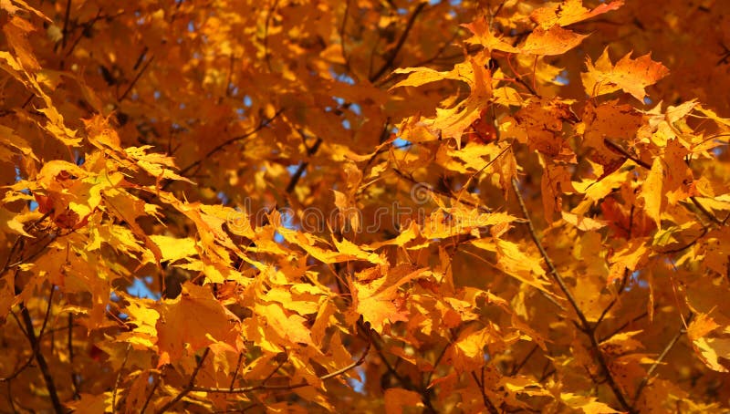 Vibrant Orange Autumn Maple Leaves on Tree Stock Image - Image of ...