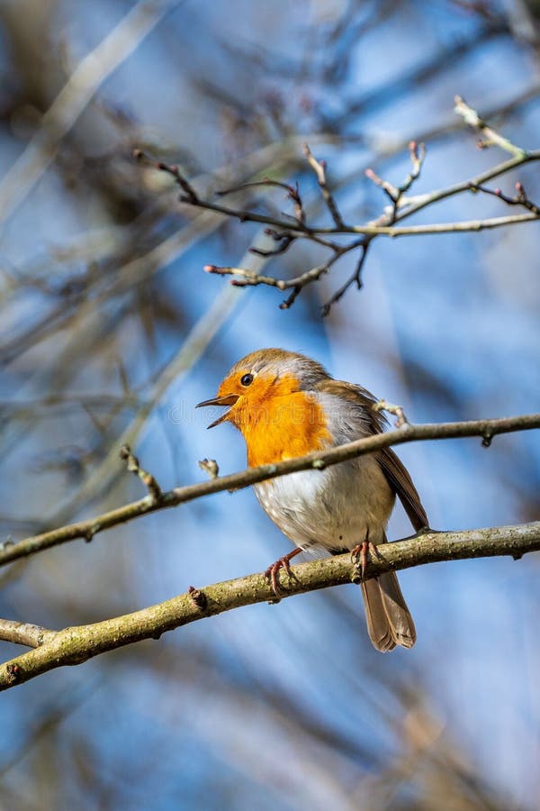 Vibrant Orange Bird Perched on a Tree Branch Stock Photo - Image of ...