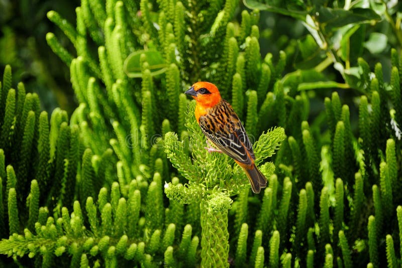 Vibrant Orange Bird Perching on Top of Sapling Tree Branch Stock Image ...