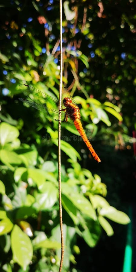 Vibrant Orange Dragonfly Perched on a Twig Stock Photo - Image of orange, perched: 327158088