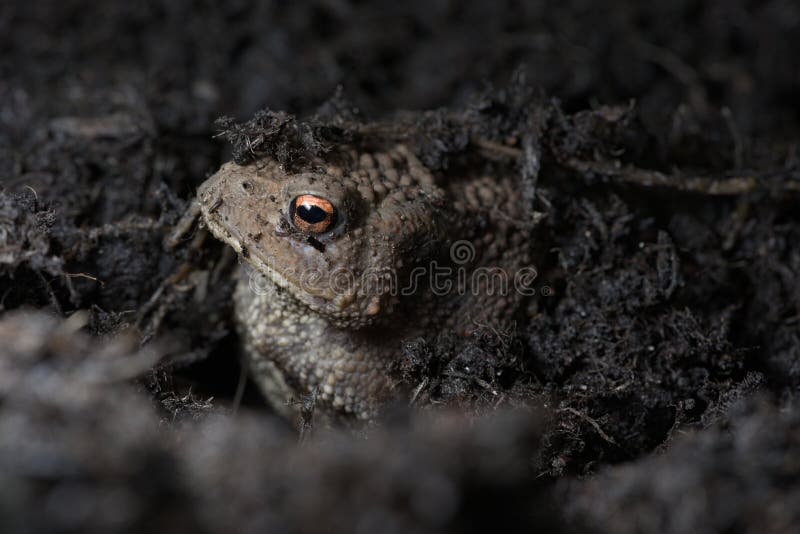 Central, Common Toad Hides Under Compost, Exposes Face Stock Photo ...