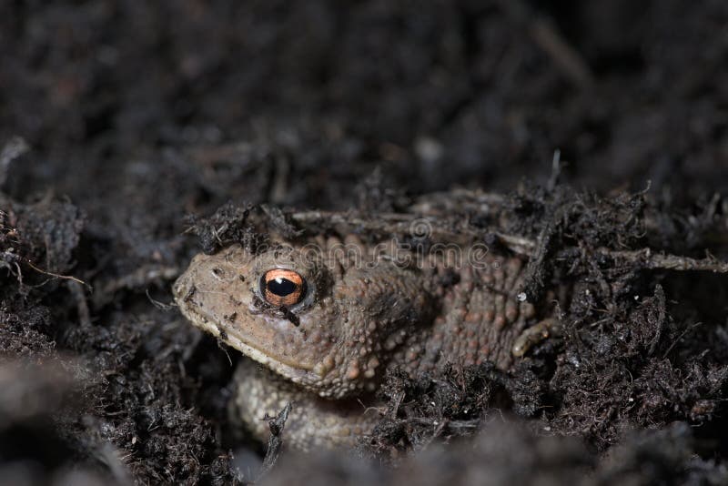 Common Toad Hides Under Compost, Exposes Face. Copy Space Above Stock ...
