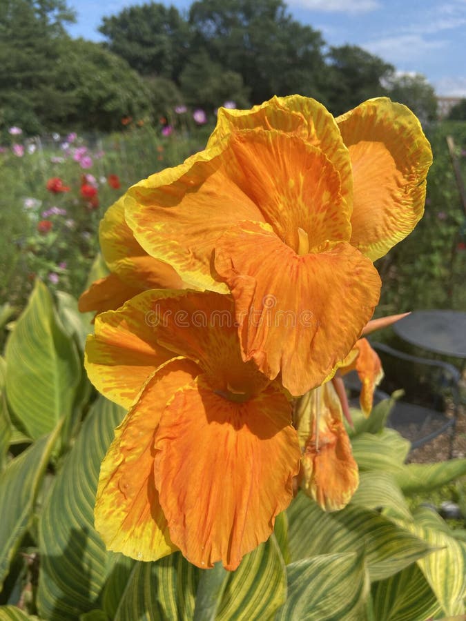 Vibrant Orange Flower in Summer in August Stock Photo - Image of petal ...
