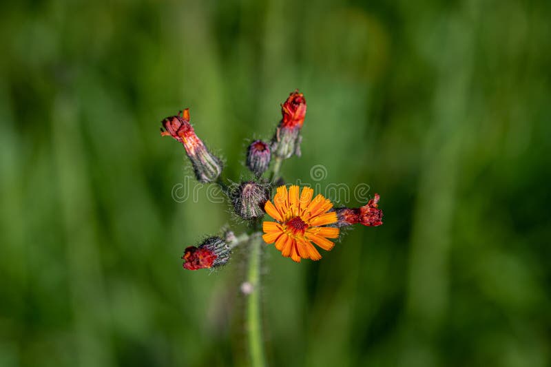 Vibrant Orange, Pilosella Aurantiaca, Orange Hawk Bit, Devil`s ...