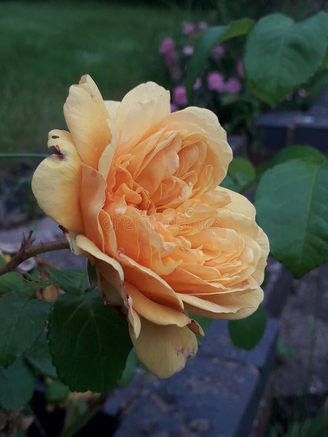 Vibrant Orange rose summer stock image. Image of vibrant - 151439185