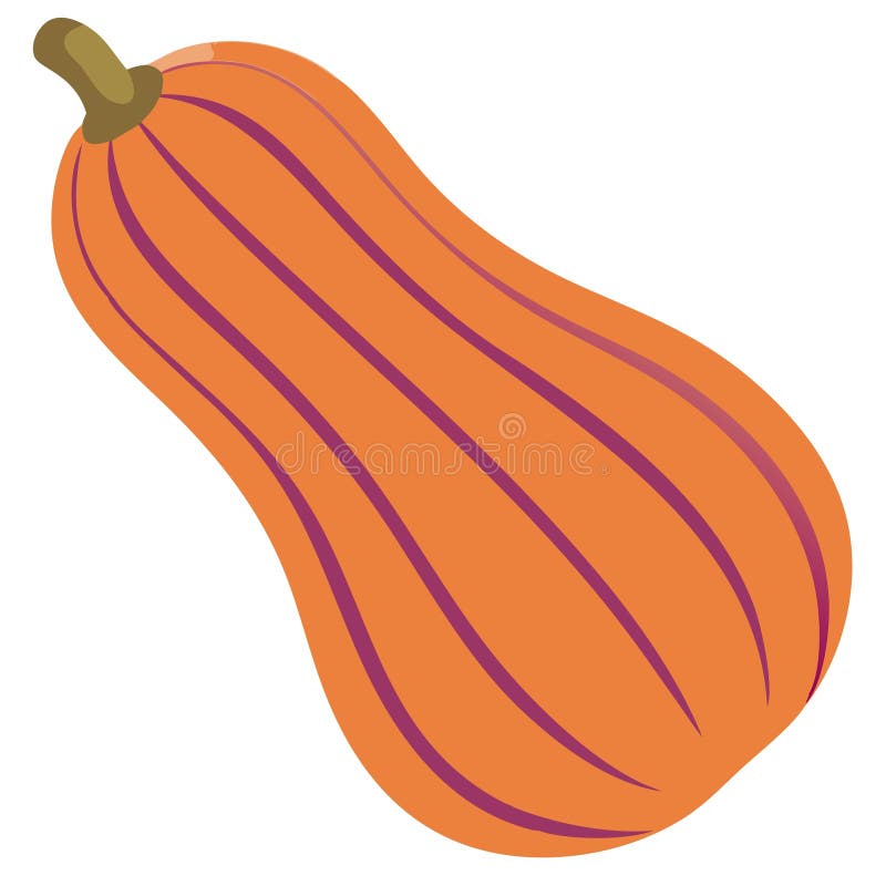 Vibrant Orange Squash Vector Illustration for Creative Projects and ...