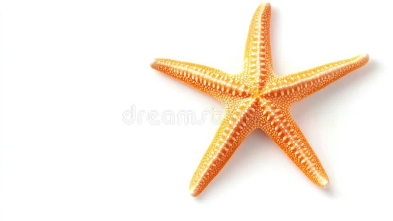 Bright Orange Starfish Displaying Its Unique Five-Pointed Shape on a ...