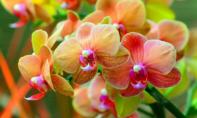 15+ Horizontal orchids Free Stock Photos - StockFreeImages