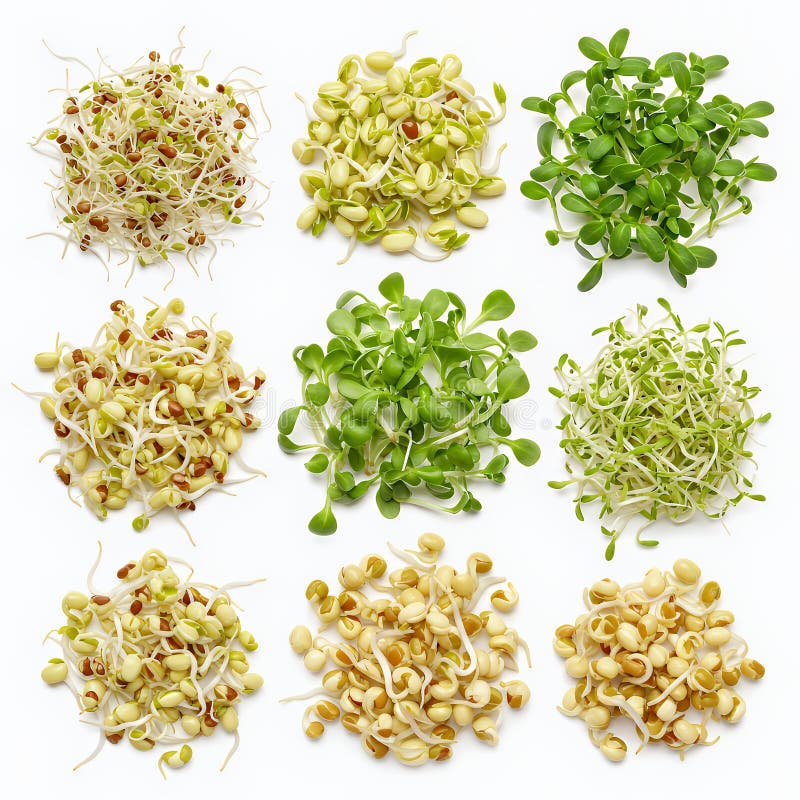 Assorted Sprouts Overhead Shot: Vibrant Green Yellow Beige Colors White ...