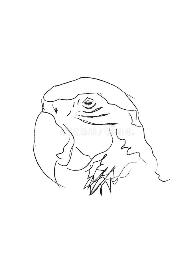 Vibrant Parrot Lines a Captivating Artistry Stock Vector - Illustration ...