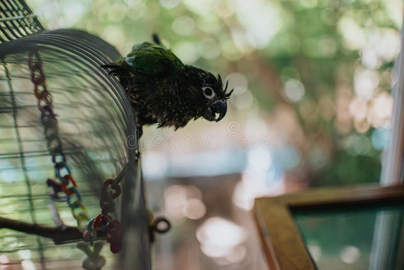 Colorful Parrot Perched on Cage in a Sunny Room Setting Stock Image ...
