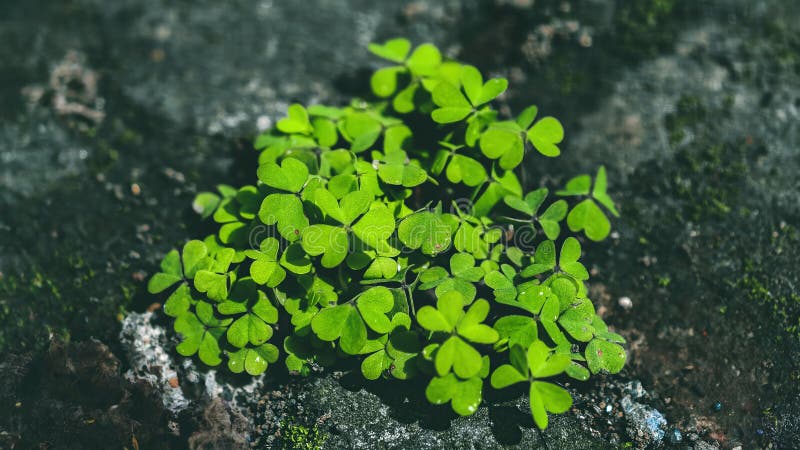 447 Clover Sign Up Stock Photos - Free & Royalty-Free Stock Photos from ...