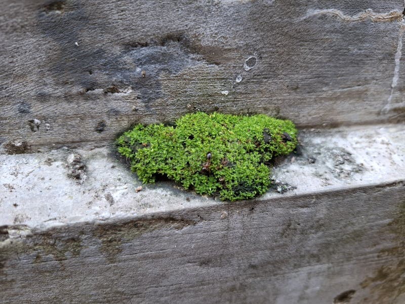 A Vibrant Patch of Green Moss Growing in a Distinct Heart-shaped ...