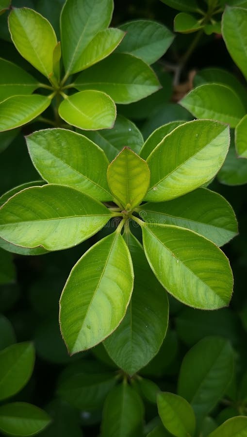 Vibrant Pattern of Small Lemon Tree Leaves Fresh and Zesty in Full ...