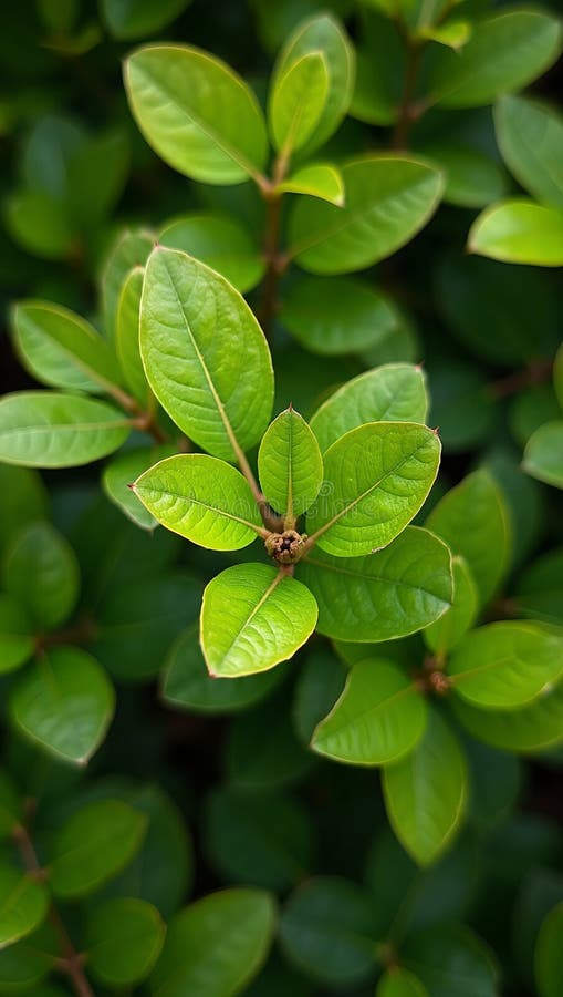Vibrant Pattern of Small Lemon Tree Leaves Fresh and Zesty in Full ...