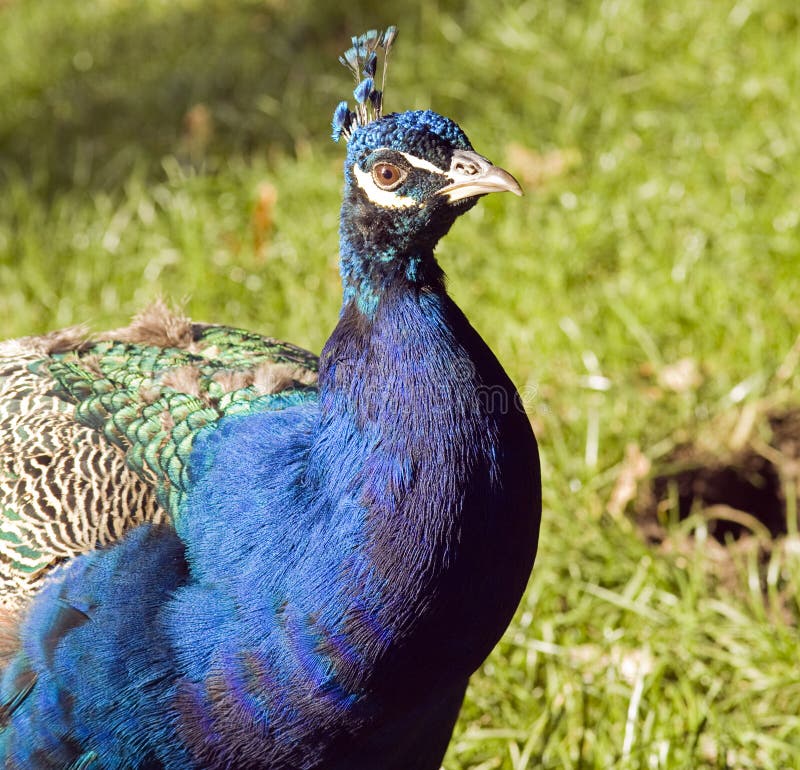 Vibrant peacock stock photo. Image of bird, plumage, vibrant - 11567472