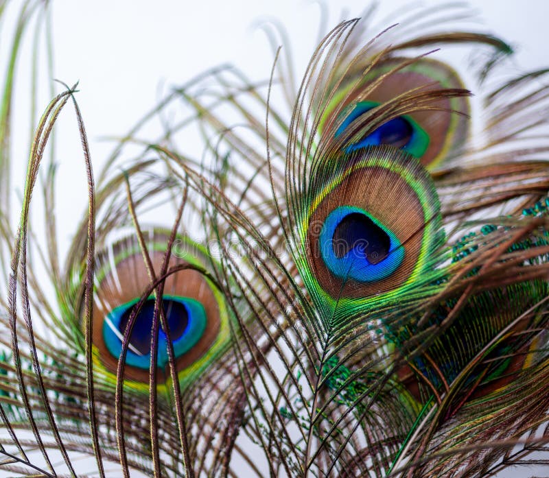 Vibrant Peacock Feather Nestled within Tree Branches Stock Image ...