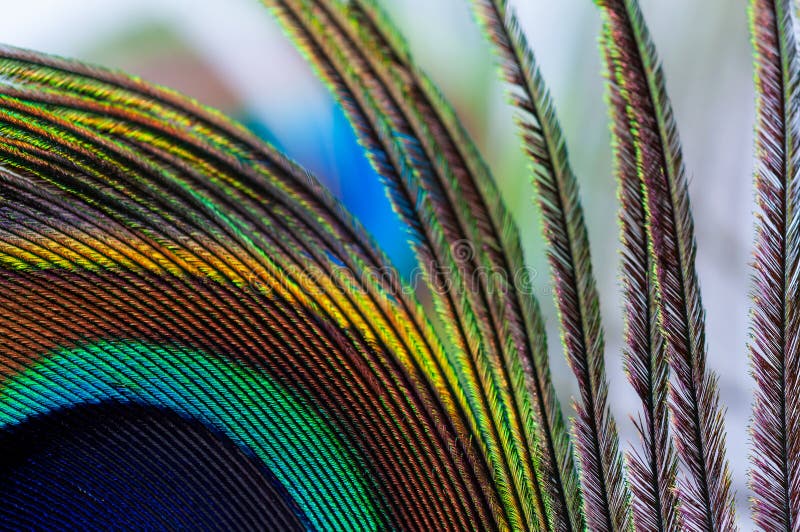 Vibrant Peacock Feather Nestled within Tree Branches Stock Image ...