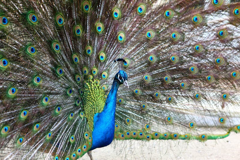 Peacock Strutting Over Grass Stock Image - Image of blue, background ...