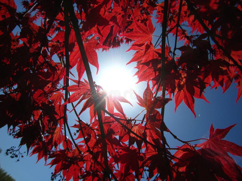 Sun and Light through Maple Leaves Stock Image - Image of color, branch ...