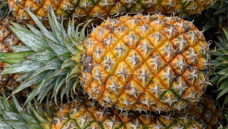 Vibrant Pineapple with Golden Brown Skin and Spiky Green Leaves Stock ...