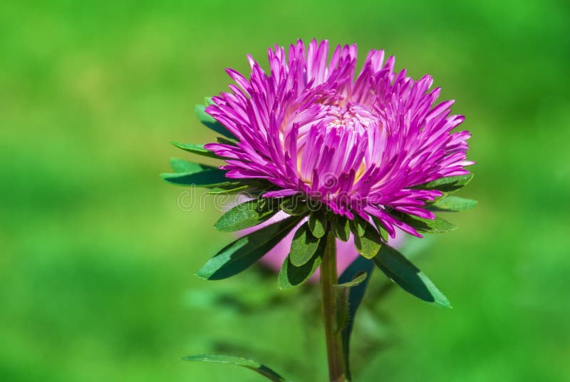 Vibrant Pink Astra Macro Flower Background Stock Photo - Image of ...