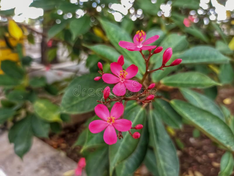 Vibrant Pink Blooms: the Enchanting Transformation of the Garden Stock ... Vibrant Pink Blooms: the Enchanting Transformation of the Garden Stock ...