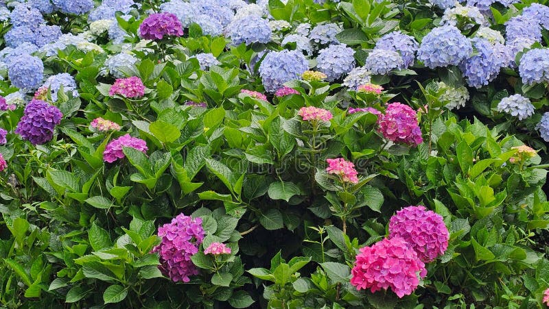 Vibrant Pink and Blue Hydrangeas in a Lush Garden. Stock Image - Image ...