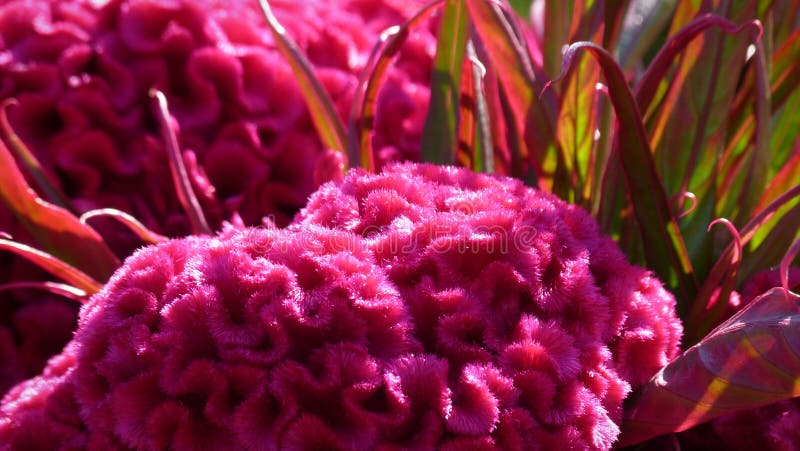 Vibrant Pink Cockscomb in Sunlight Stock Image - Image of pink, plant ...