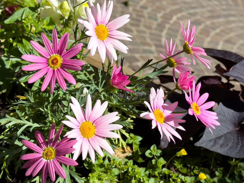 Vibrant Pink Daisies in Sunlit Garden Setting with Cobblestone Pathway ...