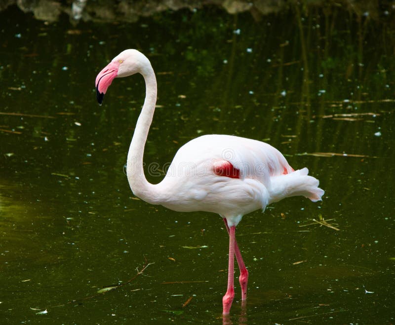 Vibrant Pink Flamingo is Standing on the Edge of a Tranquil River Stock ...
