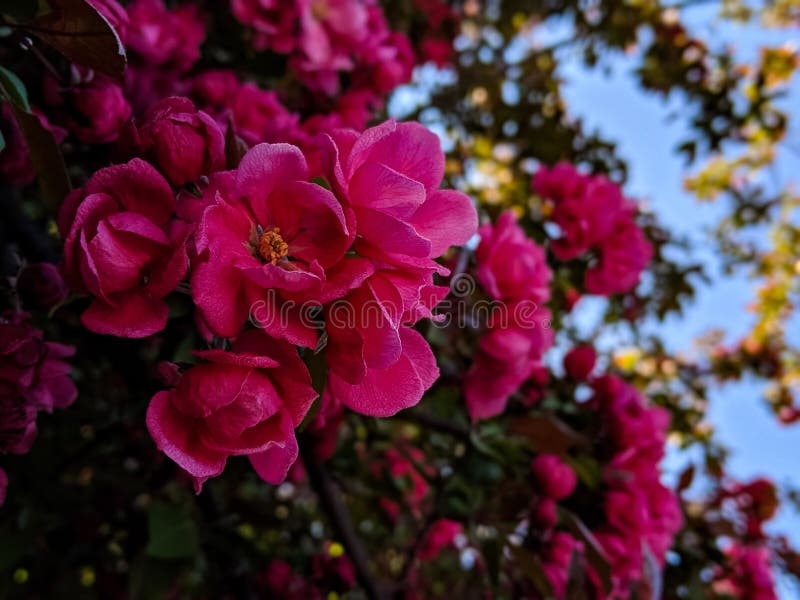 Vibrant Pink Flowers Blooming on a Spring Day Stock Image - Image of ...