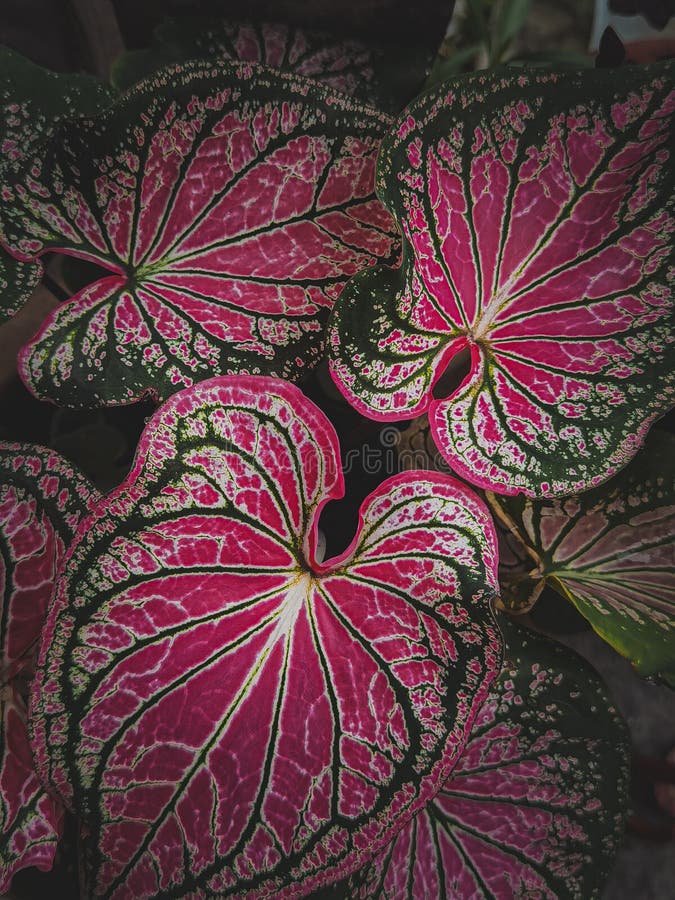 Vibrant Pink and Green Leaf Veins, a Captivating Pattern Stock Photo ...
