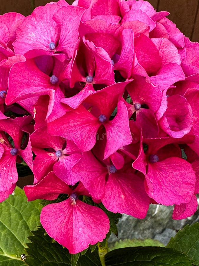 Vibrant Pink Hydrangea Bloom Stock Photo - Image of leaf, plant: 286912162