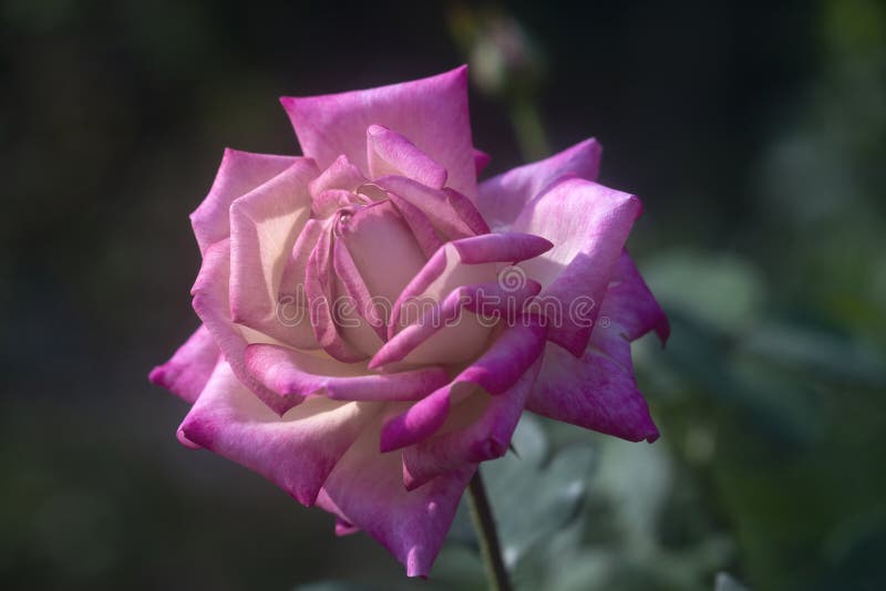 Pink rose stock image. Image of macro, buds, love, isolated - 236094769