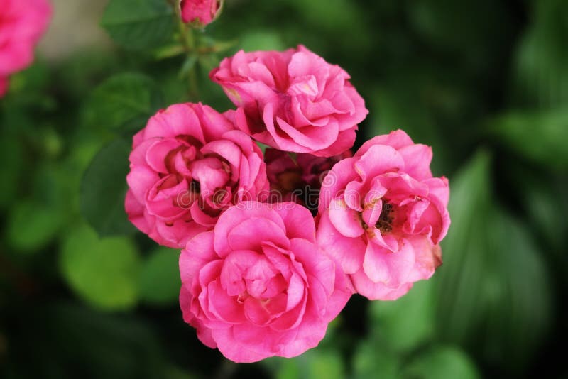 Vibrant Pink roses stock photo. Image of flowers, landscape - 168384590