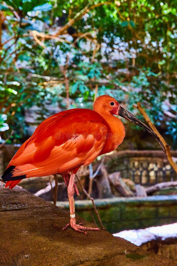 Vibrant Pink Scarlet Ibis Resting on Stone in Rainforest Stock Photo ...