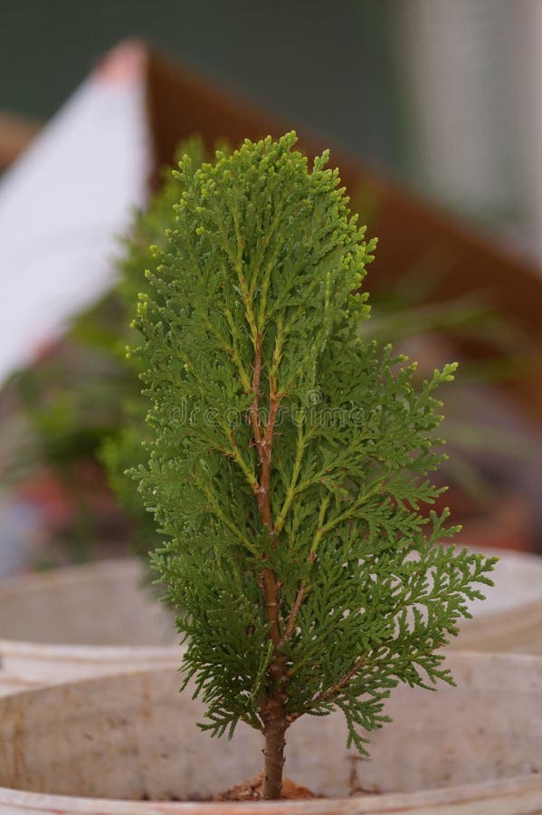 Vibrant Potted Tree in a Ceramic Providing a Peaceful Atmosphere Stock ...