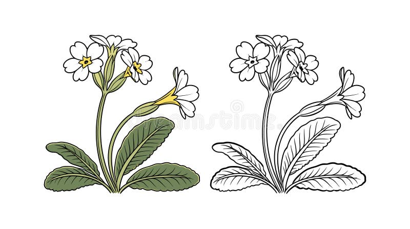 Vibrant Primrose Flower Bright Design Stock Vector - Illustration of ...