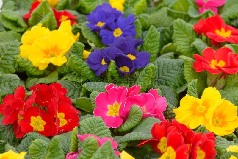 Vibrant Primrose flowers stock image. Image of asia, pretty - 52497835