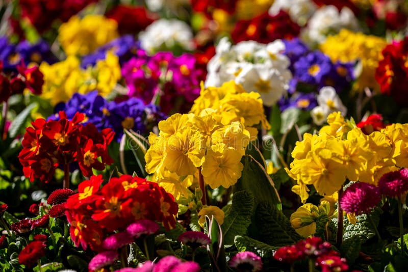 Primula Polyantha Flowers in the Spring Sunshine Stock Photo - Image of ...