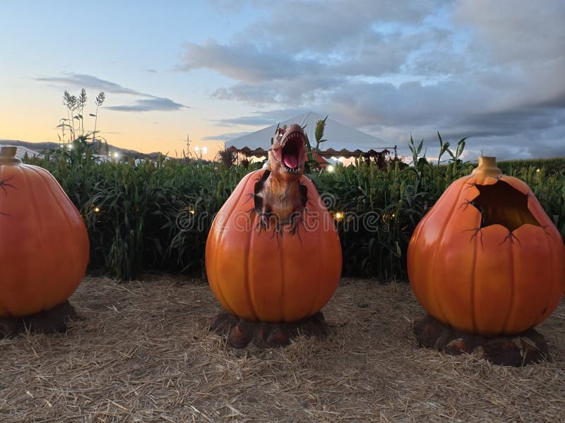 Vibrant Pumpkin Patch with Pumpkins and Dinosaurs Editorial Photo - Image of vibrant, decoration ...