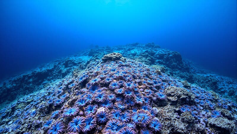 Vibrant Purple and Blue Plate Corals on Underwater Ridge Creating ...