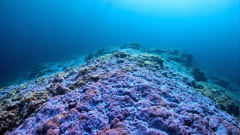 Vibrant Purple and Blue Plate Corals on Underwater Ridge Creating ...