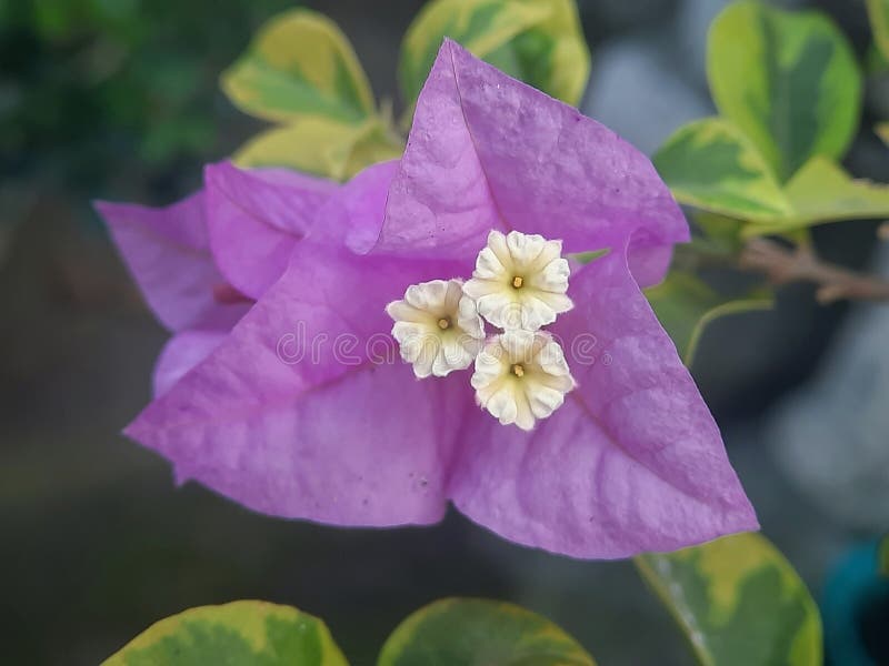 Vibrant Purple Bougainvillea Blossoms in Full Bloom, Adding a Splash of ...