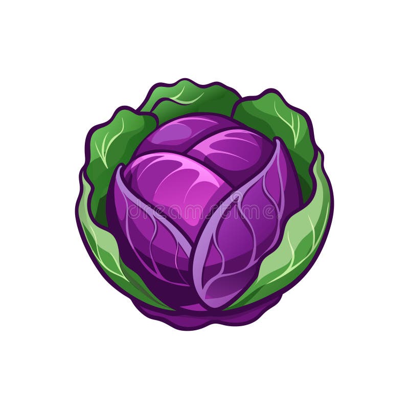 Vibrant Purple Cabbage Illustration for Culinary Inspiration Stock ...