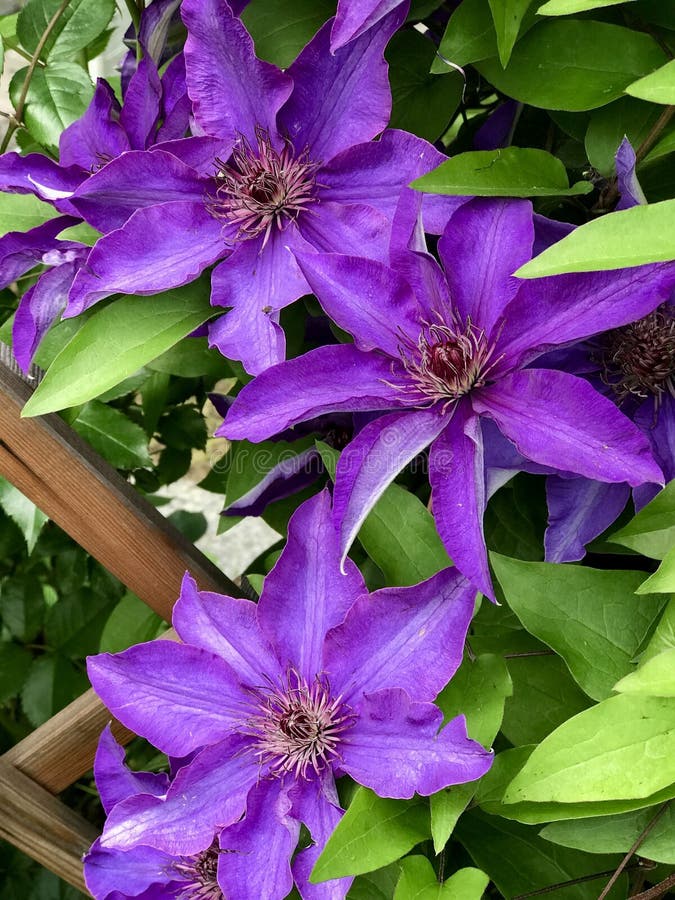 Vibrant Purple Clematis Flowers in Full Bloom Stock Illustration ...